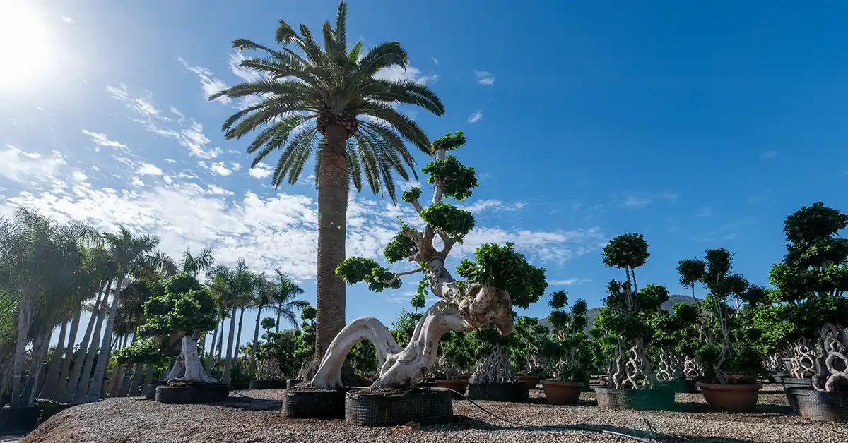 Sustainable Plant Import: Expertly Curated Green Environments